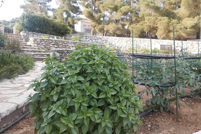 Village cooking class in an Agritourism Unit in Arcadia, Greece! - The Sum Up