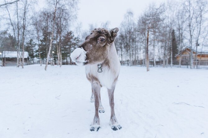 Visit the Sami and Reindeer in a Day Trip from Abisko - Final Thoughts