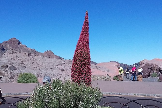 Volcano Teide - Masca ravine. Guided Tour from Puerto de la Cruz - Tenerife - Authentic Experiences and Traveler Feedback
