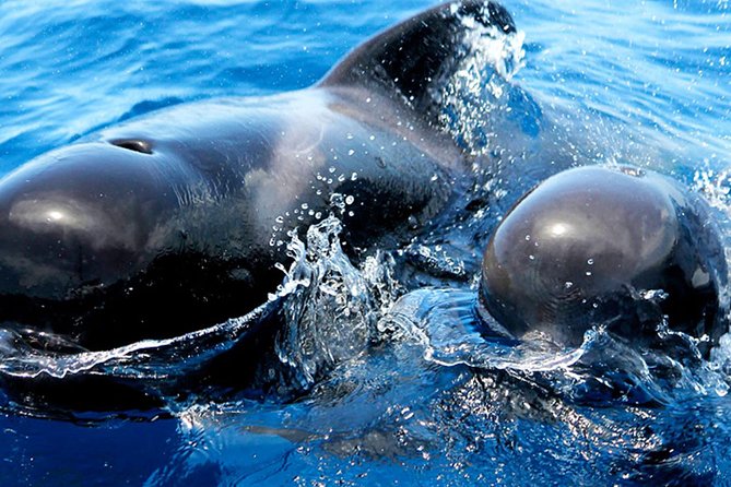 Whale & Dolphin Watching With Mustcat Virgin Coast Trip On a Large Catamaran - Price and Value