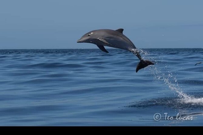 Whale watching and snorkelling in the whale sanctuary - Practical Tips for Travelers