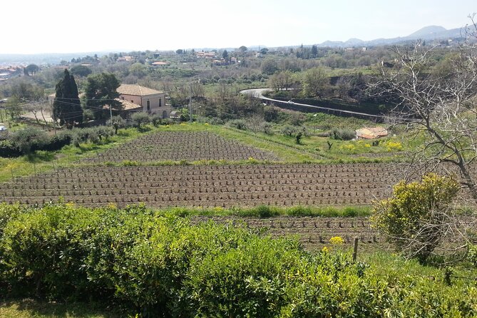Wine and Lunch Tour - Who Should Consider This Tour
