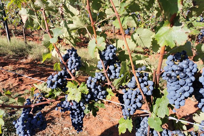 Wine Tasting Experience at the organic winery in ian - Final Thoughts