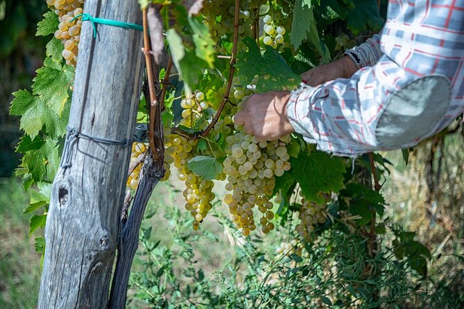 Wine Tasting in Campi Flegrei from Naples - The Scenic Scenery