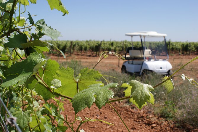 Wine tourism: Wine tasting - FAQs About the Léon Vineyard Buggy Tour
