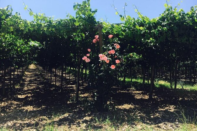 Winery Tour and Tasting in Abruzzo - Who Will Love This Experience?