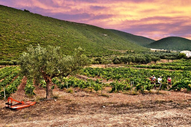 Winery Tour and Tasting in Zakynthos with the Winemaker - Frequently Asked Questions