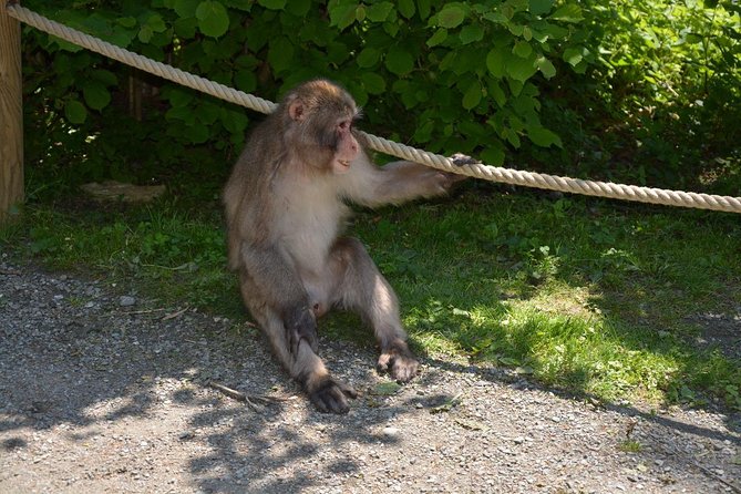 Zagreb - Monkey Park (Affenberg) - Klagenfurt - Minimudus - FAQs