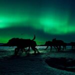 4hr Dog Sledding Tour under the Northern Lights - What to Expect in Detail