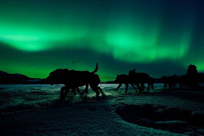 4hr Dog Sledding Tour under the Northern Lights - What to Expect in Detail