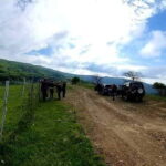 4x4 Night Tour in The Nebrodi Park from Cesarò - Transport and Group Dynamics