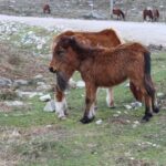 4X4 Tour - Discovering Serra d´ Arga - Why This Tour Offers Great Value