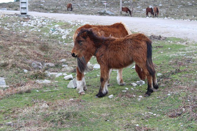 4X4 Tour - Discovering Serra d´ Arga - Why This Tour Offers Great Value