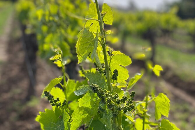 1/2 day, private wine tour, van from Saint Tropez - FAQs