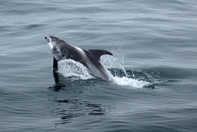 2-Hour RIB Boat Whale Watching Tour from Reykjavik - The Sum Up