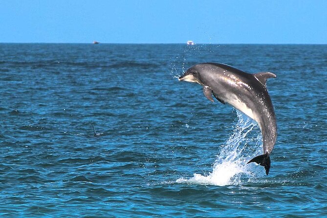 2 Hour Sunset Dolphin Watching Shared Tour in luxury boat - FAQs
