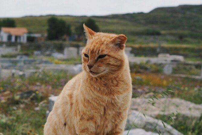 4Hours Mykonos Adventure Walk in Town & Minivan Countryside Tour - Considerations and Practical Tips