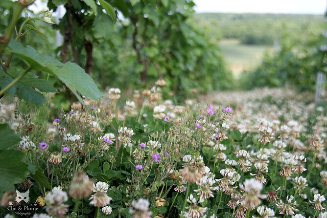 A unique sensory experience in the vineyards - FAQ