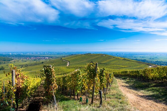 Alsace Wine Route Wineries & Tasting Small Group Guided Tour from Strasbourg - The Final Tastings and Return to Strasbourg