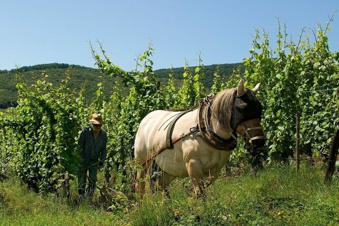 Alsace wine tour and medieval villages. Small group guided tour - Who Would Love This Tour?