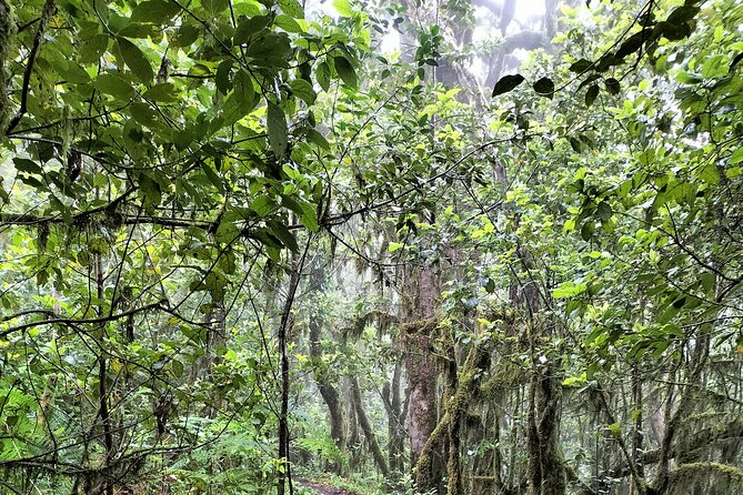 Anaga Total: Adventure between Forests, Summits and Sea. - Frequently Asked Questions (FAQs)