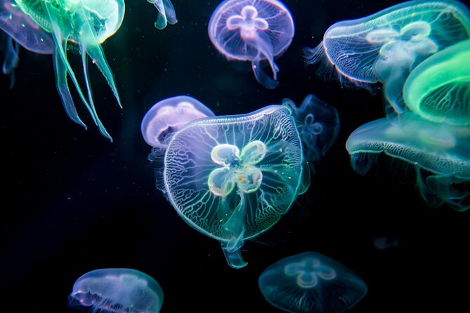 Antalya Aquarium, Wax Museum, Snow World, Wild Park, XD Cinema - The Sum Up