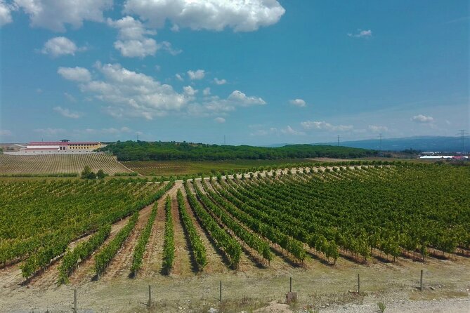 Bairrada Winery Route, full-day from Coimbra - FAQs about the Bairrada Winery Route Tour