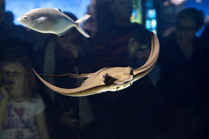Barcelona Aquarium Skip the Line Ticket - The Overall Experience