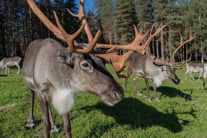Bear and Arctic Animals 2 Day Trip from Rovaniemi - FAQ