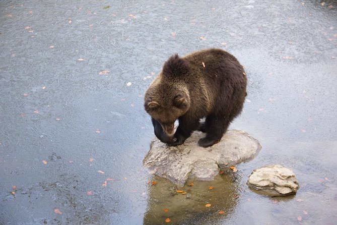 Bearwatching Hiking Day Tour in High Tatras from Poprad - Why This Tour Stands Out