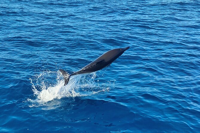 Benagil Caves and Dolphin Watching - 2.5h - Final Thoughts: Who Will Love This Tour?
