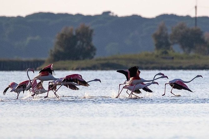 Birdwatching by boat in a small group in the Pialassa Baiona - The Sum Up: Who Will Cherish This Experience?