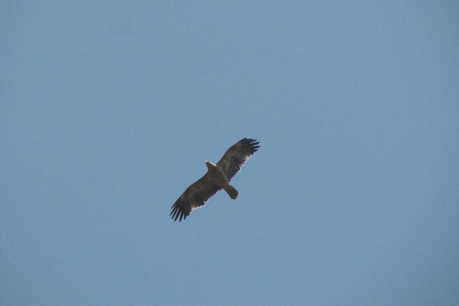 Birdwatching day around Castro Verde - FAQ