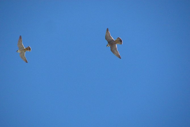 Birdwatching day around Sagres - Practical Tips for Travelers