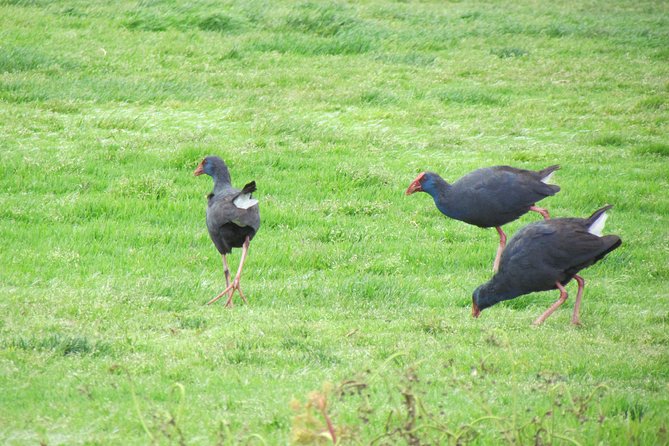 Birdwatching day in the Ria Formosa Natural Park - The Sum Up: Who Will Love This Tour?
