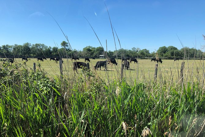Camargue 4x4 Safari 2 hours Saintes Maries de la Mer - What Do the Reviews Say?
