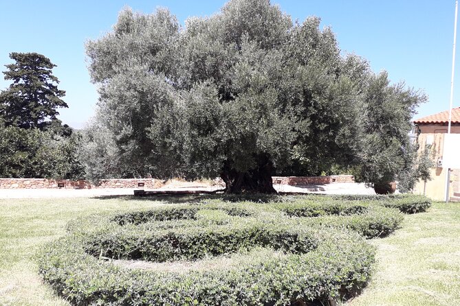 Chania Old Town - Millennial Olive Tree - Olive Oil Mill - The Itinerary: A Detailed Breakdown