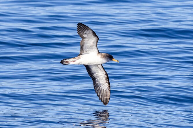 Coastal boat tour in Ribeira Grande and Porto Formoso - Who Should Consider This Tour?
