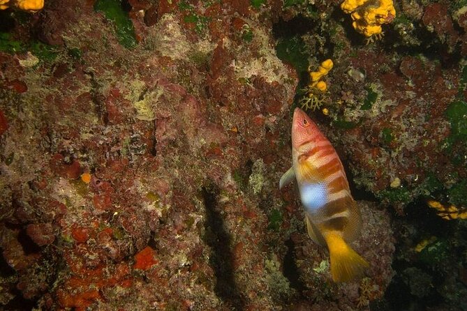 Crete-Chania: Snorkeling & Scuba Dive for Beginners by Boat - FAQ: Your Questions Answered