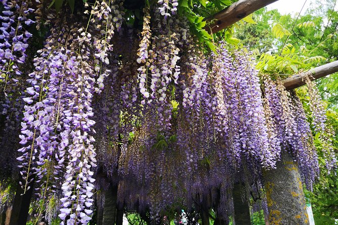 Day Trip Flower Island of Mainau including Meersburg - Authentic Perspectives: What Others Say