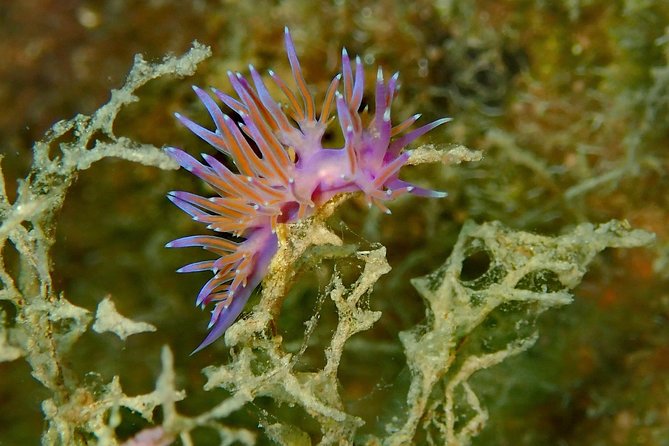 Discover Scuba Diving in Naxos, Greece - About the Provider