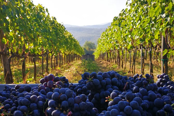 Discover Sustainable Wines in a Guided Tour and Tasting - Is This Tour Worth Your Time?
