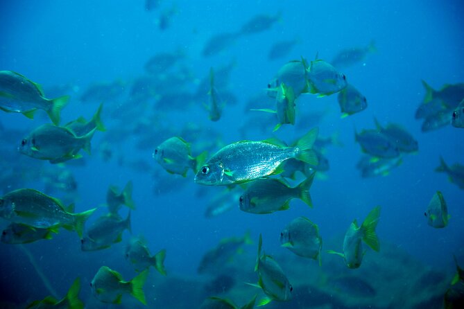 Diving Adventures - Boat and Shore Diving - Who Should Book This Tour?