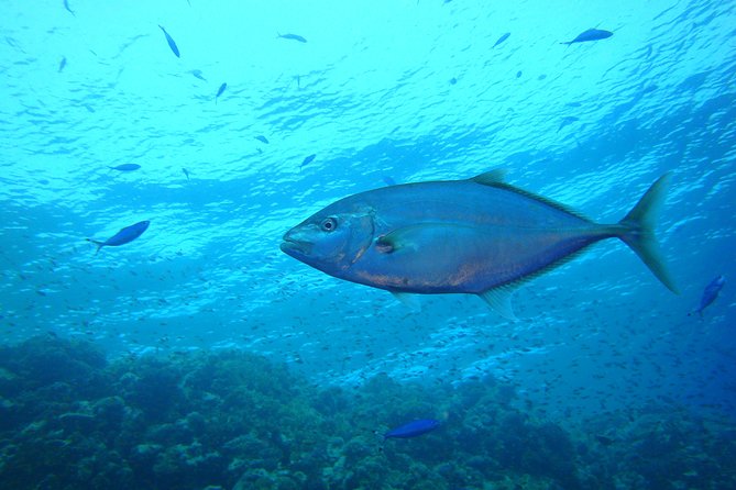 Diving Baptism - Why Choose This Tour?