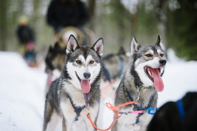 Dogsled Adventure Kiruna - Price and Value