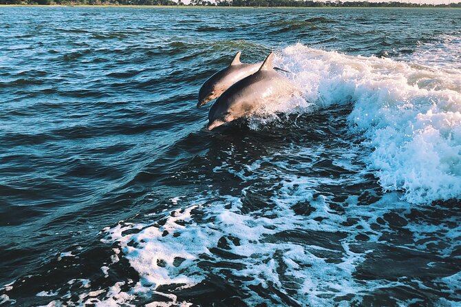 Dolphin Adventure in Sotogrande with Drink Included - Who Will Love This Tour?