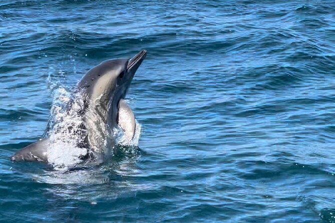 Dolphin Watching and Boat Tour in Sesimbra - Final Thoughts