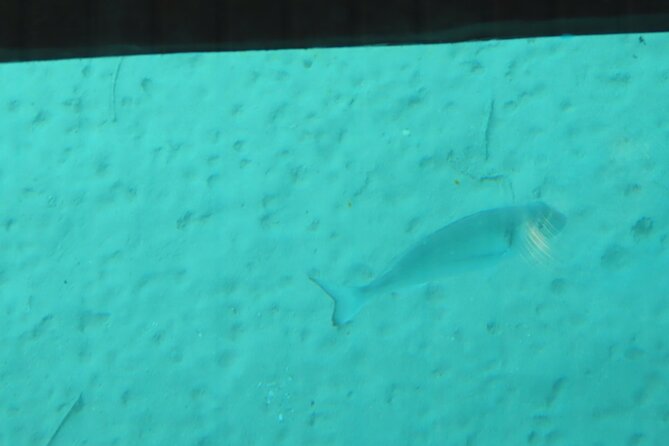 Dory's Glass Bottom Boat Adventure in Pserimos and Pserimos Beach - Authentic Feedback from Travelers