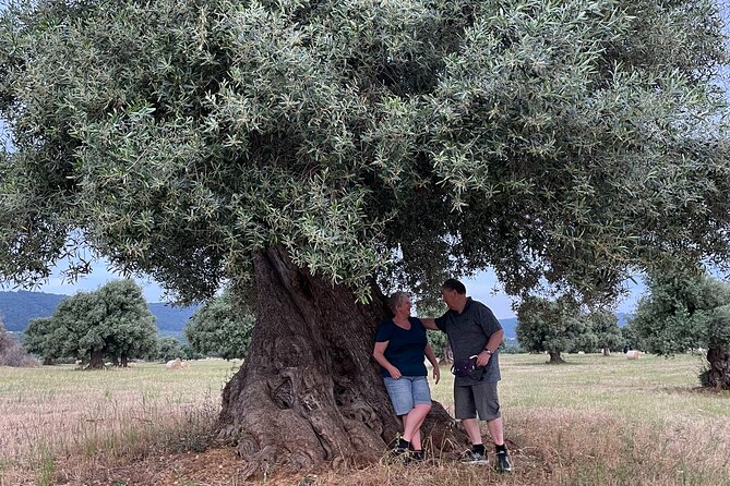 Ebike Tour Millennials Olive Trees Park with Aperitif - The Sum Up: The Perfect Blend of Nature, Culture, and Flavors