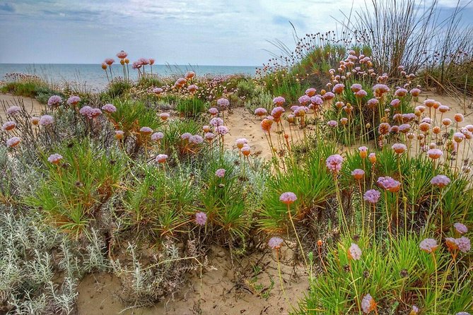 El Rocio, Donana Natural Park and Matalascanas Beach Day Trip from Seville - FAQ